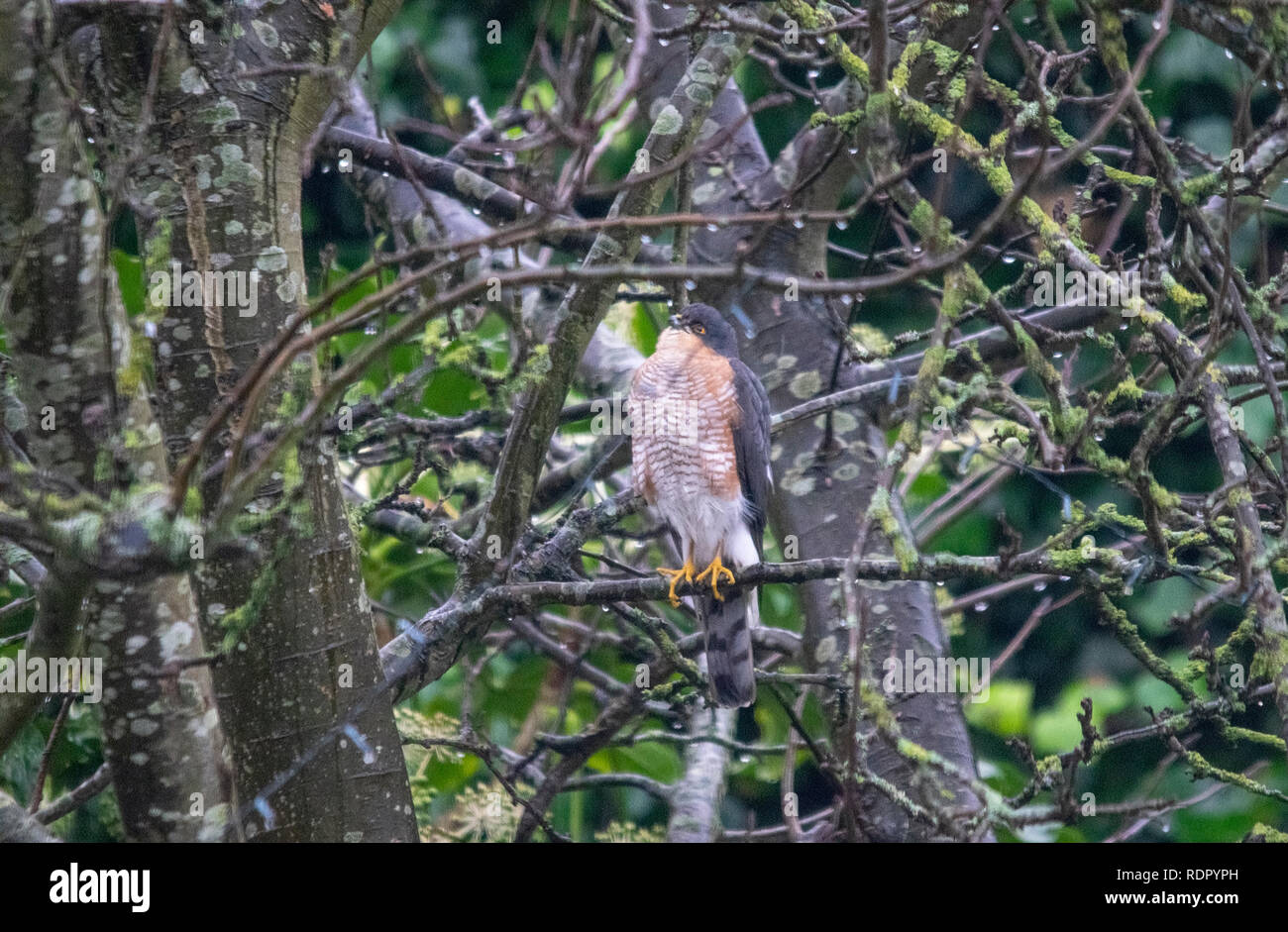 Hunting sparrowhawk hi-res stock photography and images - Alamy