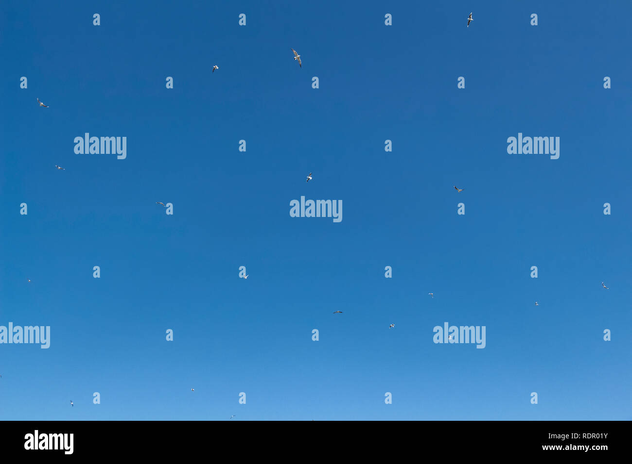 Water sea blue soar fly wings span hi-res stock photography and images ...