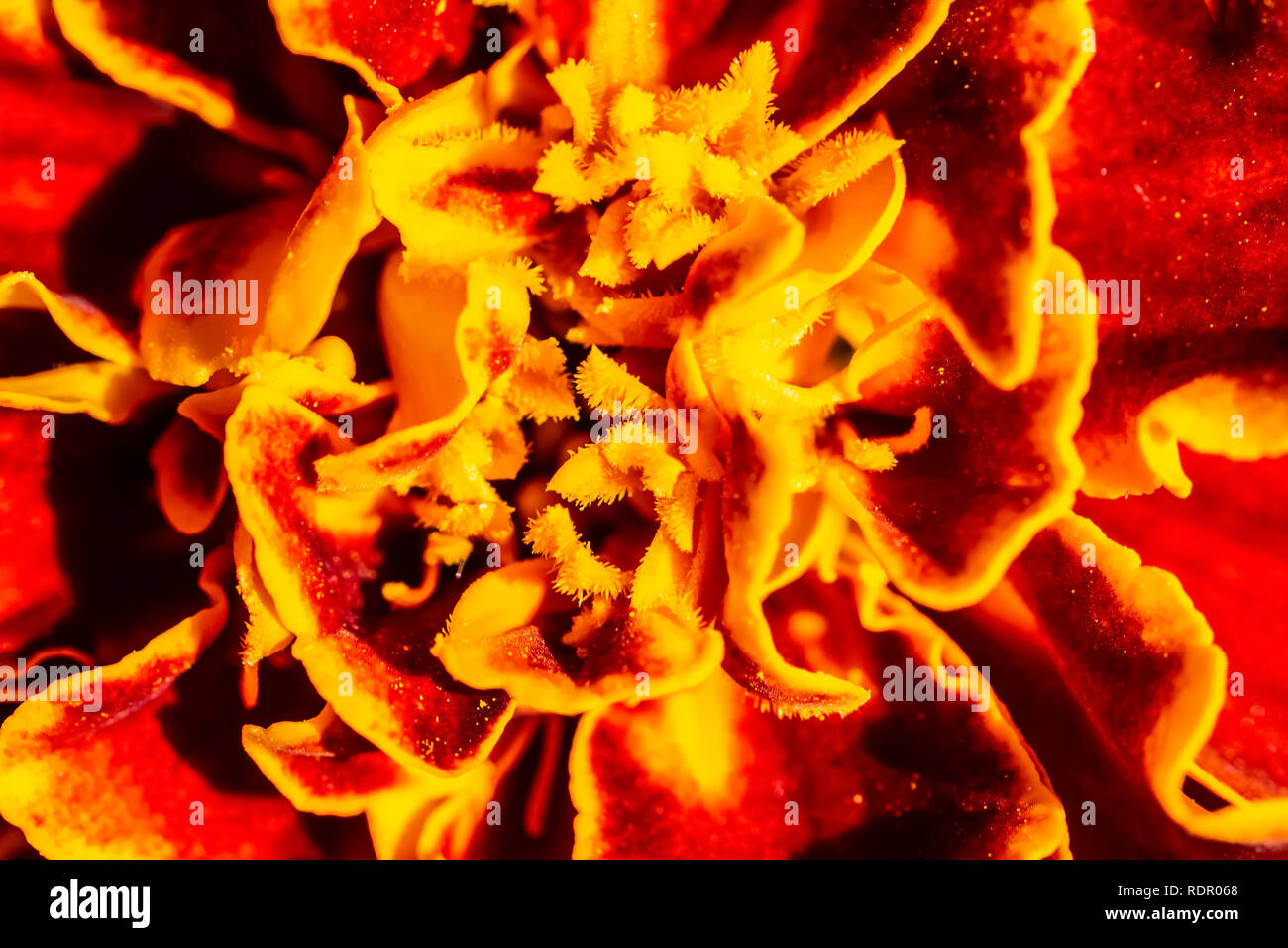 Very bright red-orange flower bud close-up Stock Photo - Alamy