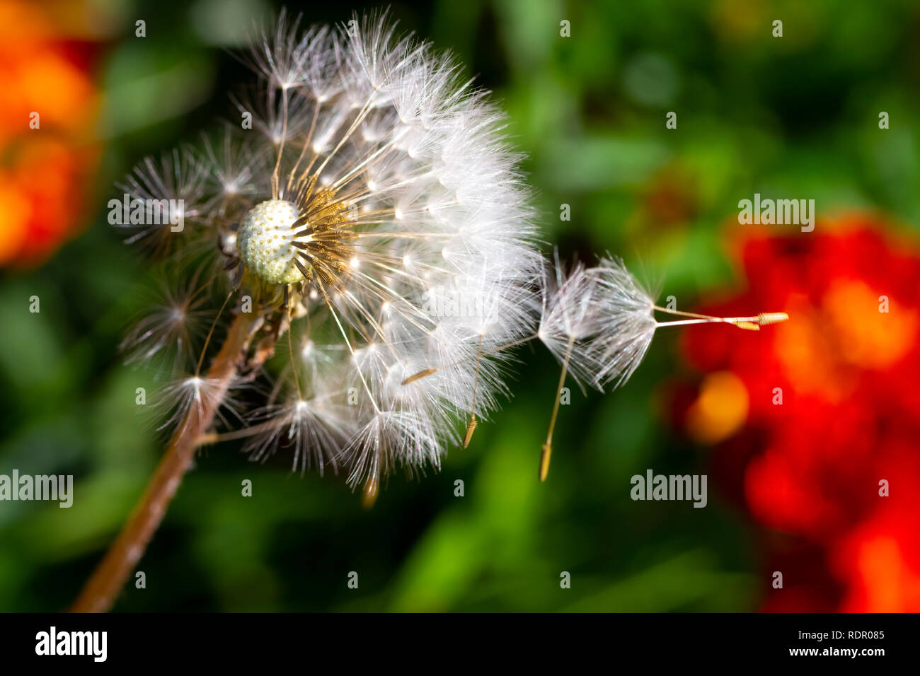 White Fluffy Seeds High Resolution Stock Photography and Images - Alamy
