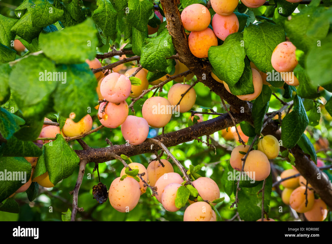 Ripe ripen ripens hi-res stock photography and images - Alamy