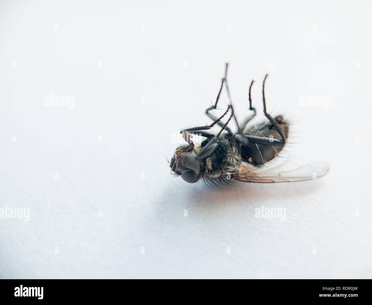 Dead fly on the white Stock Photo - Alamy