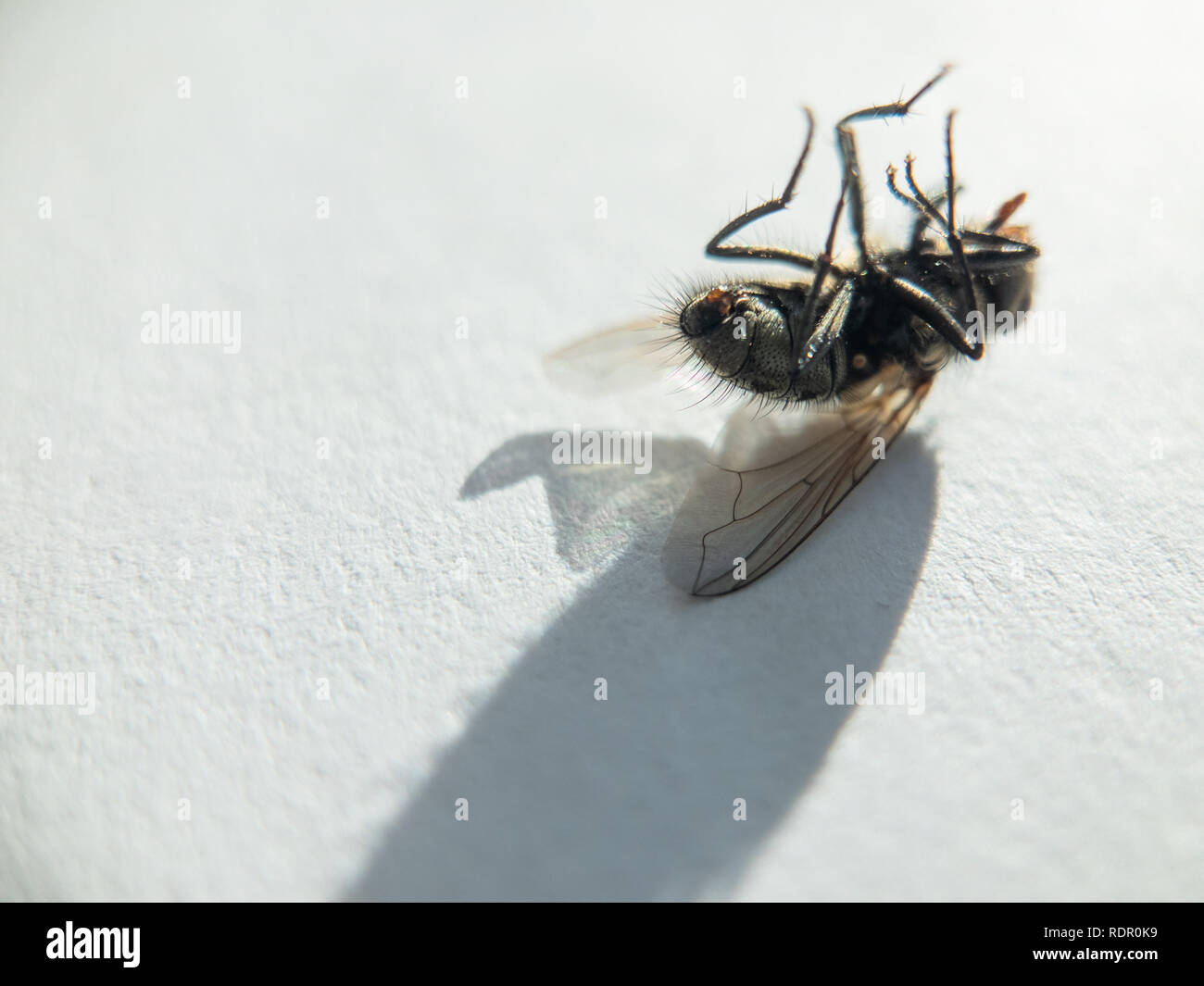 Dead fly on the white Stock Photo - Alamy