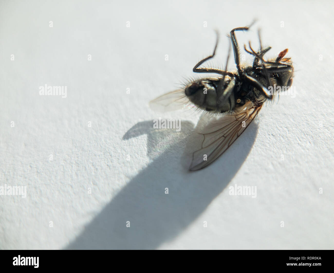 Dead fly on the white Stock Photo - Alamy
