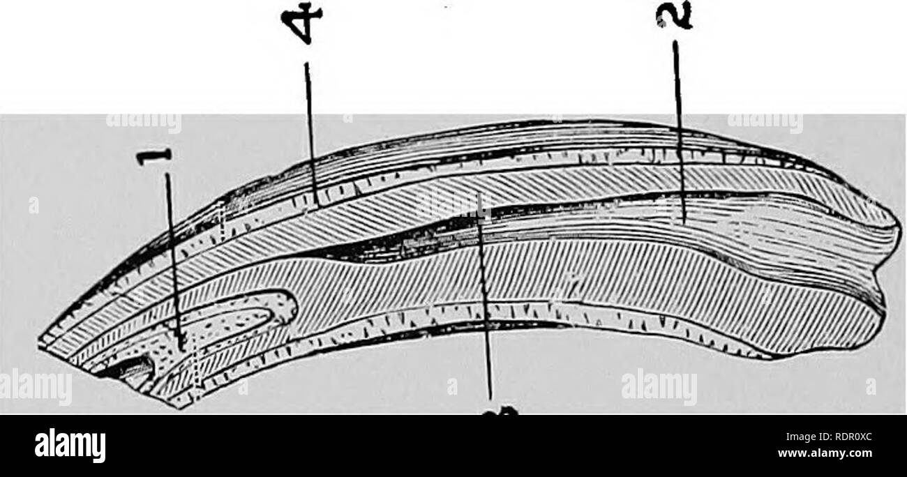 . Veterinary surgery ... Veterinary surgery; Veterinary pathology ...