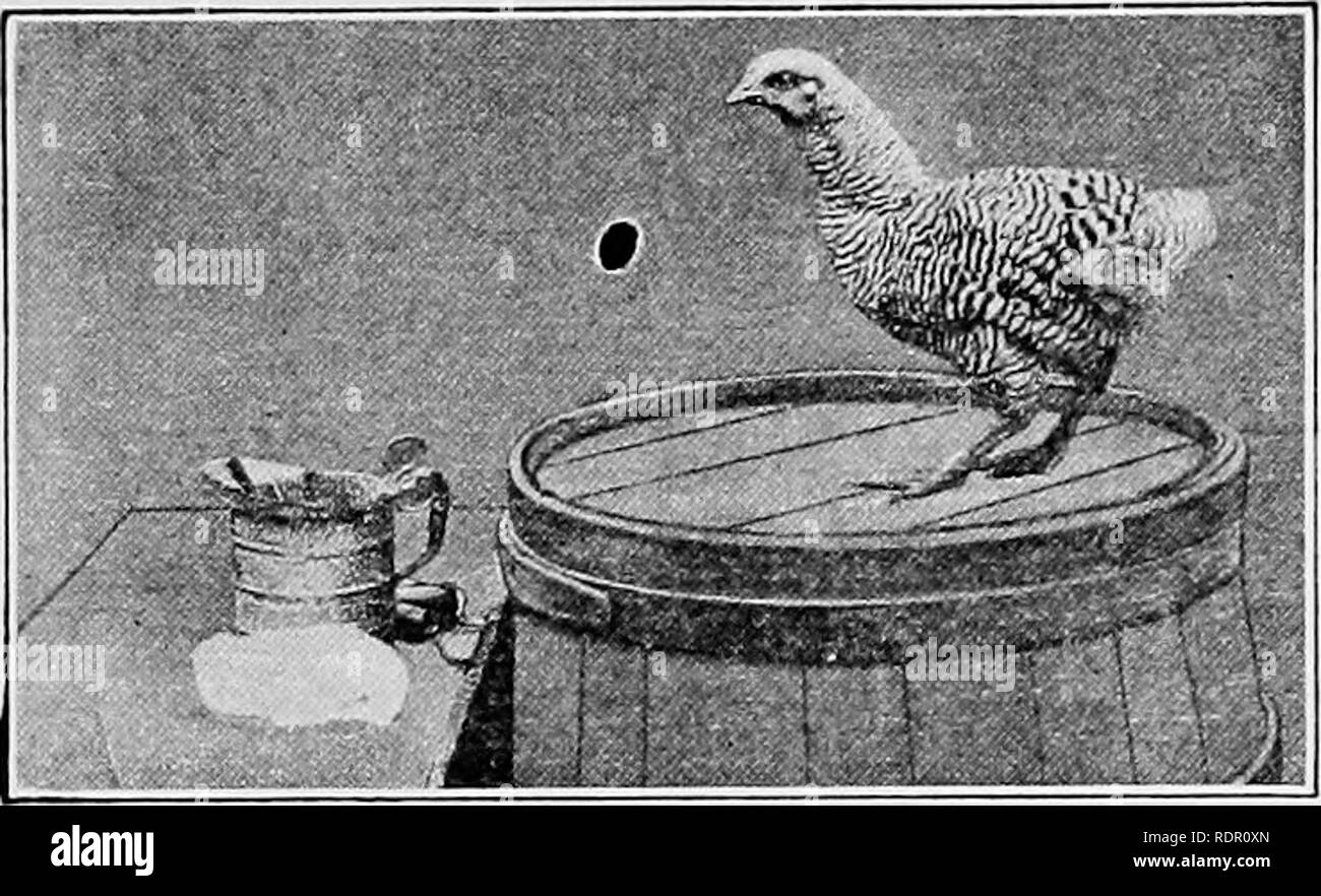 American breeds brahma Black and White Stock Photos & Images - Alamy