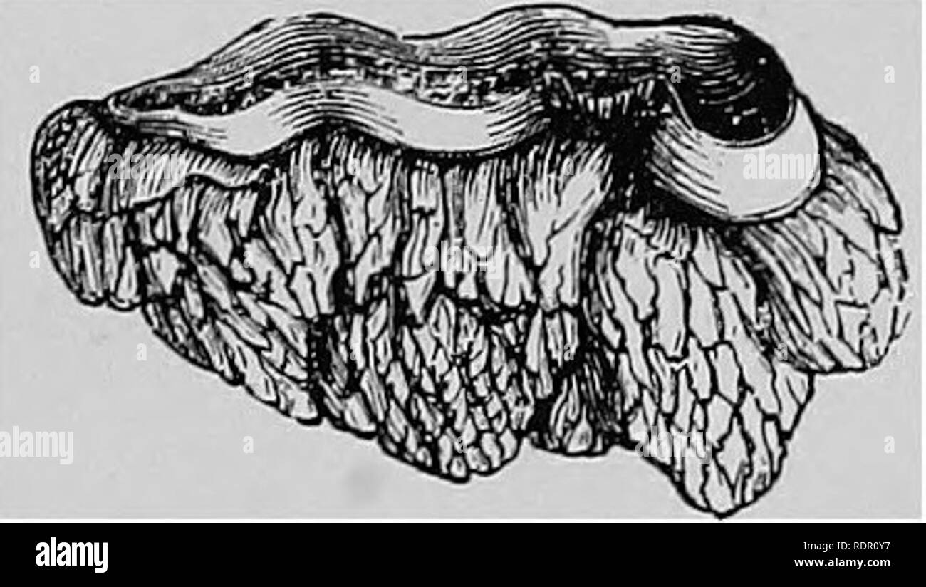 . Veterinary surgery ... Veterinary surgery; Veterinary pathology ...