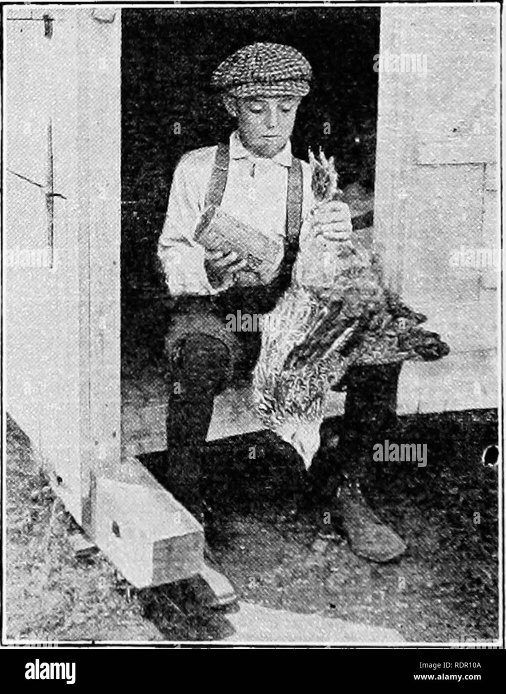 Chicken body louse hi-res stock photography and images - Alamy