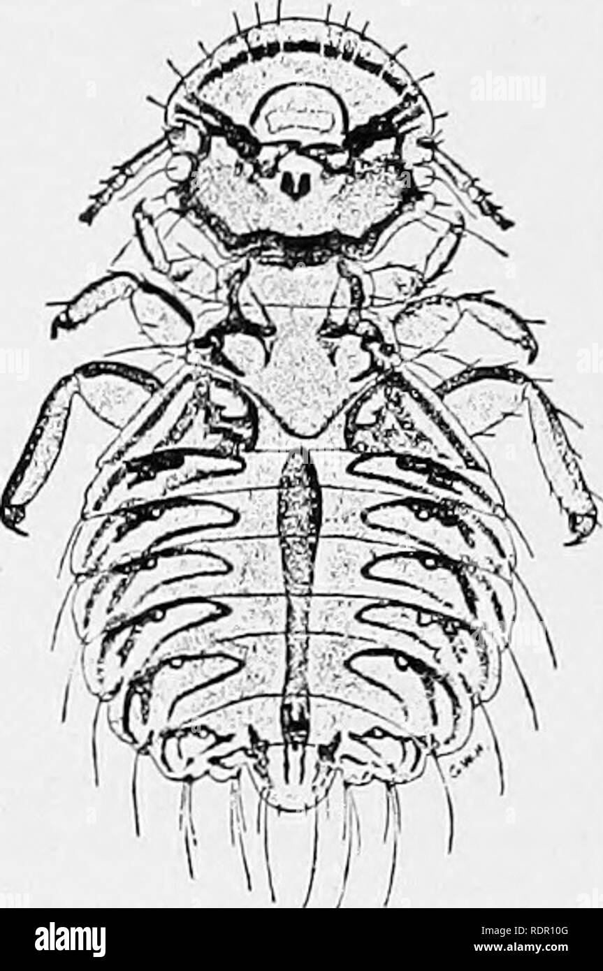 Chicken body louse hi-res stock photography and images - Alamy