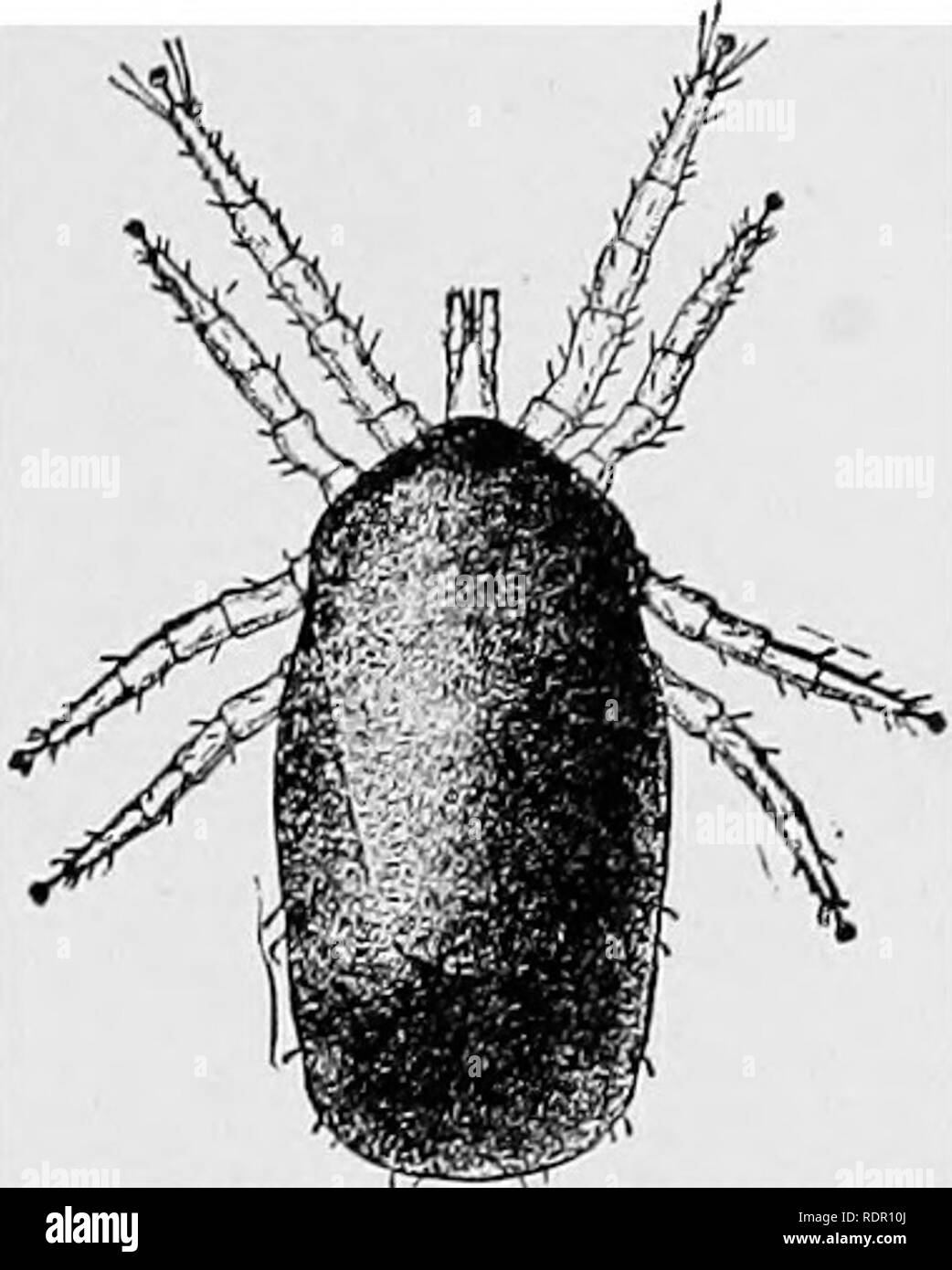 Chicken mites hi-res stock photography and images - Alamy