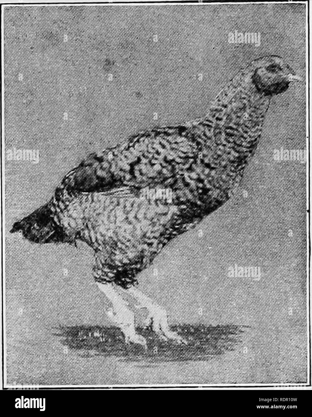 . Practical poultry production . Poultry. COMMON DISEASES AND TREATMENT ...