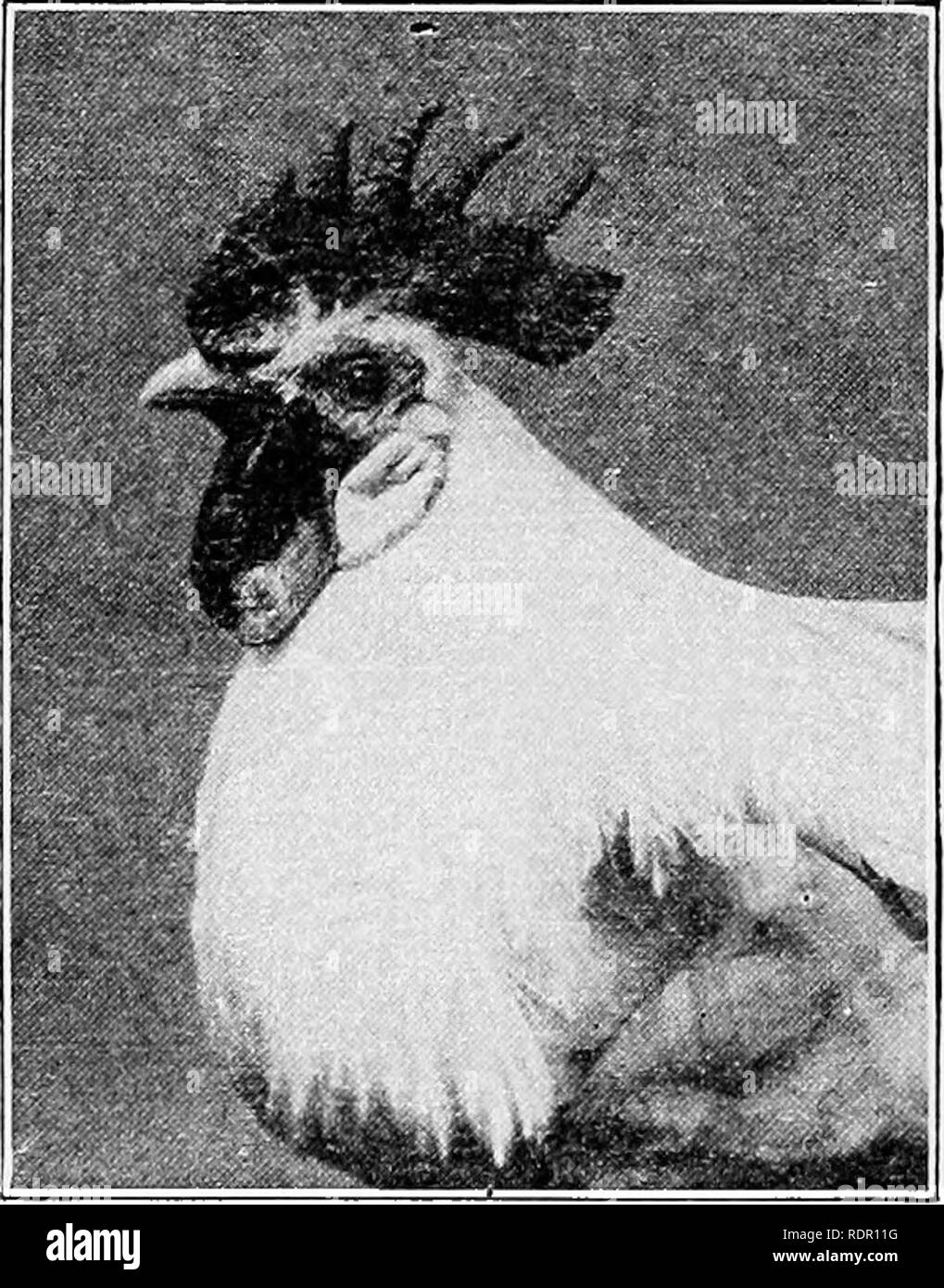 . Practical poultry production . Poultry. 166 PRACTICAL POULTRY ...