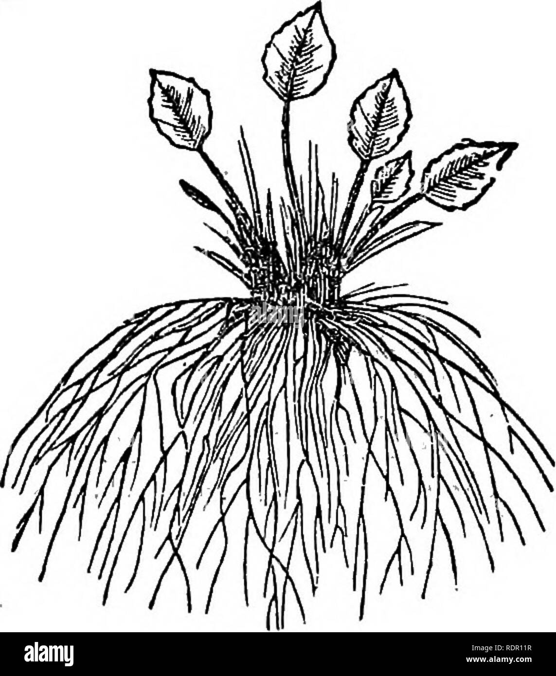 Soil less medium Black and White Stock Photos & Images - Alamy