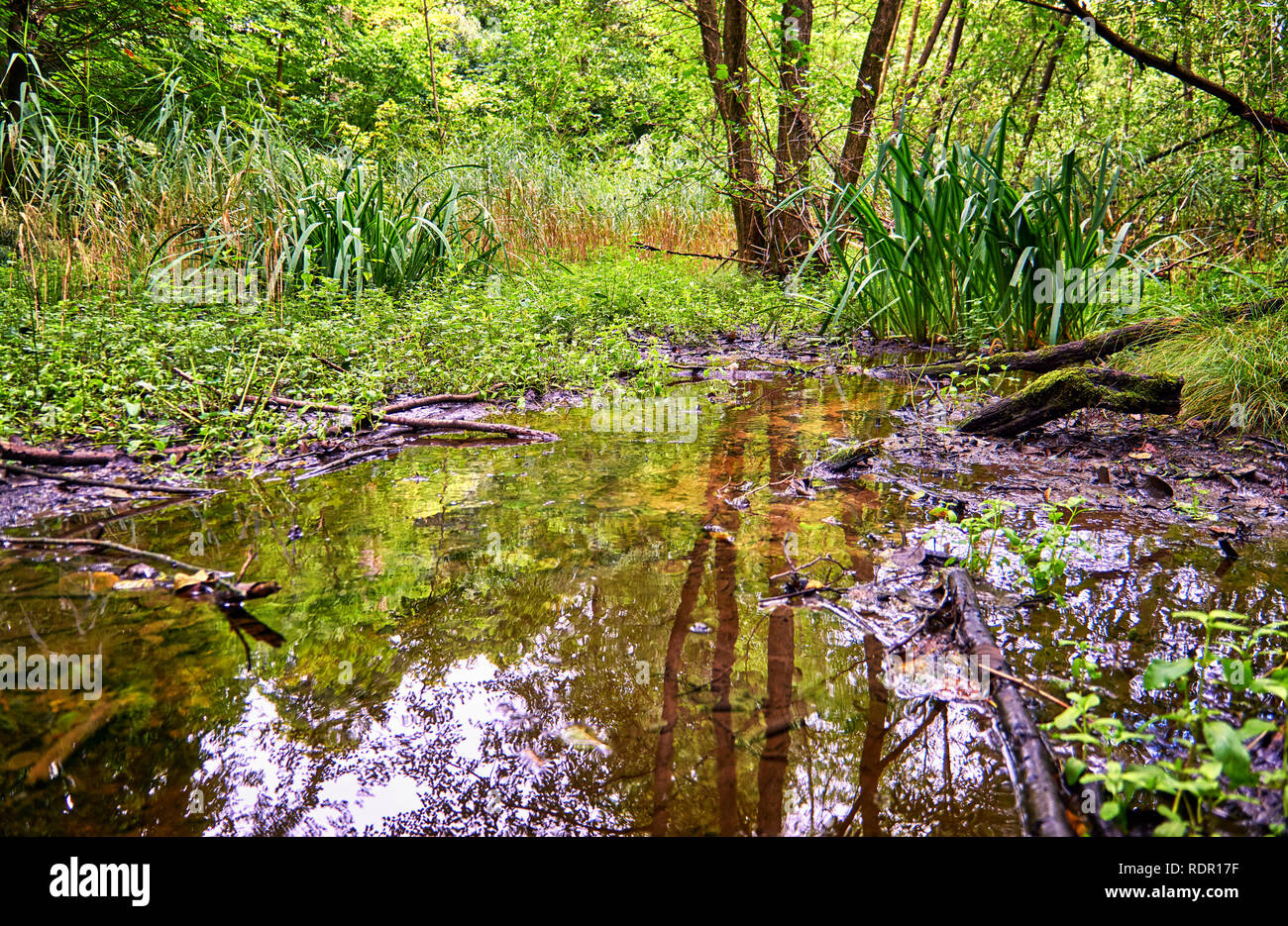 Beautiful green forest reflected in a water hole Stock Photo - Alamy