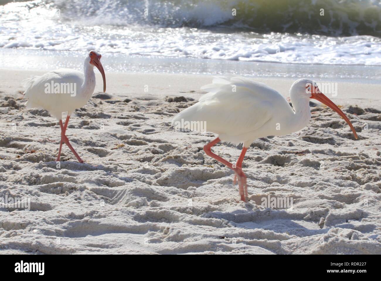 American white Ibis birds on the beach (Eudocimus albus Stock Photo - Alamy