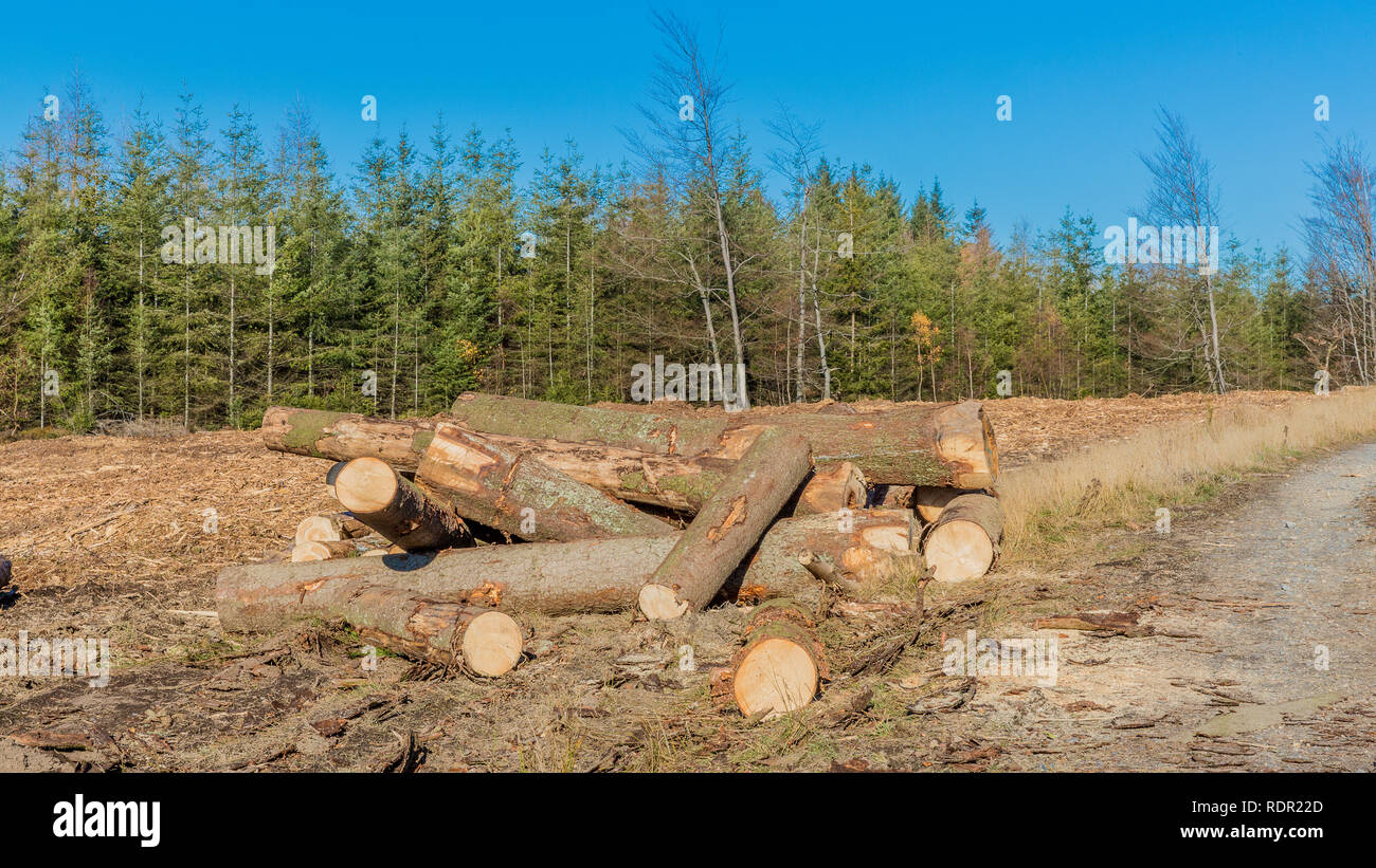 image of thick trunks of trees felled and stacked next to a trail in a ...