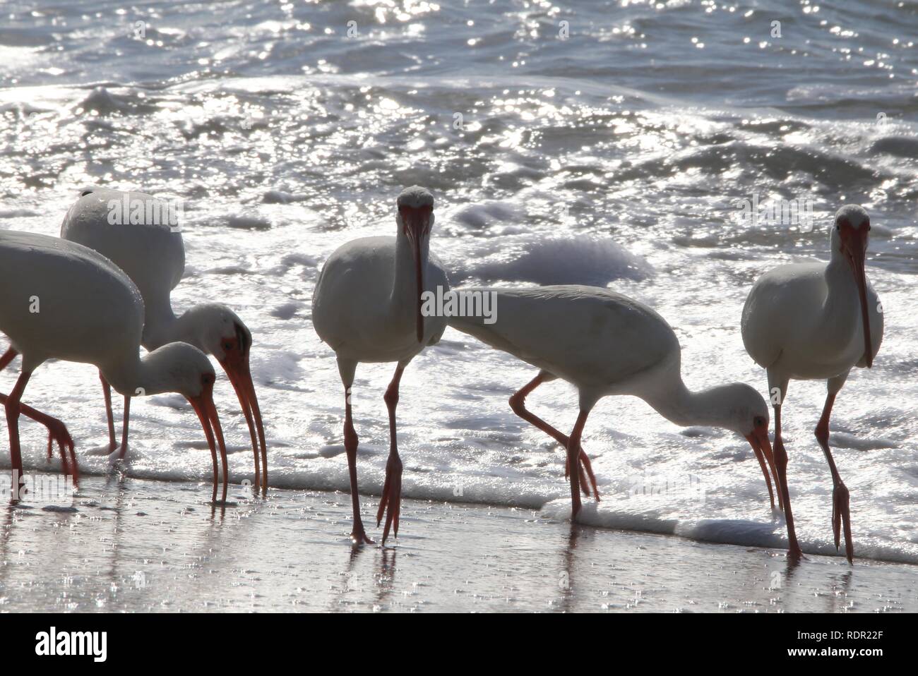 White Ibis forging for food along the sea shore Stock Photo - Alamy