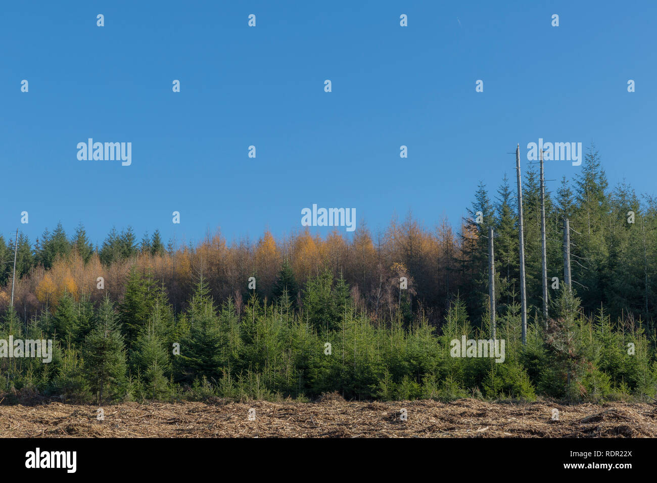 beautiful image of small pine trees in a controlled reforestation area ...