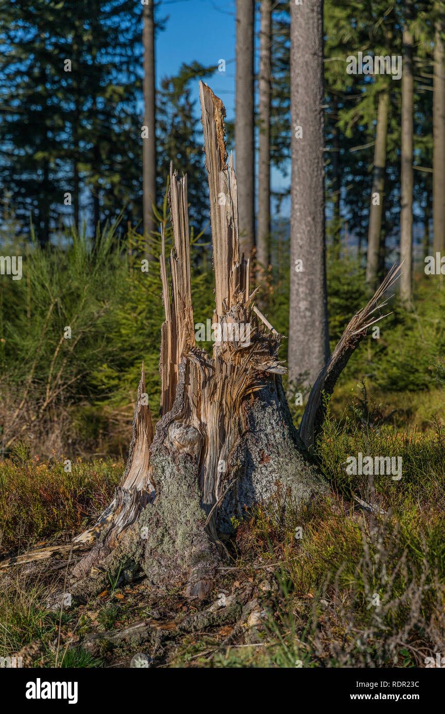 Naturally fallen tree hi-res stock photography and images - Alamy