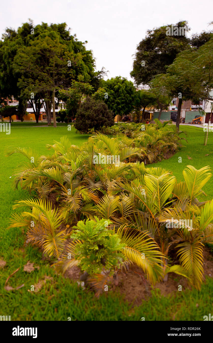 Green park ath the middle of Lima in Peru Stock Photo - Alamy