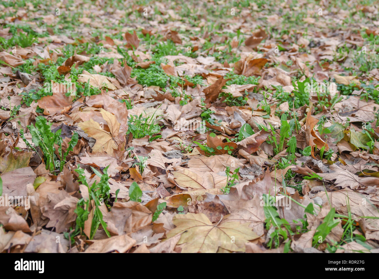 Natural tree dry leaf on grond in city park outdoor septembar plant ...
