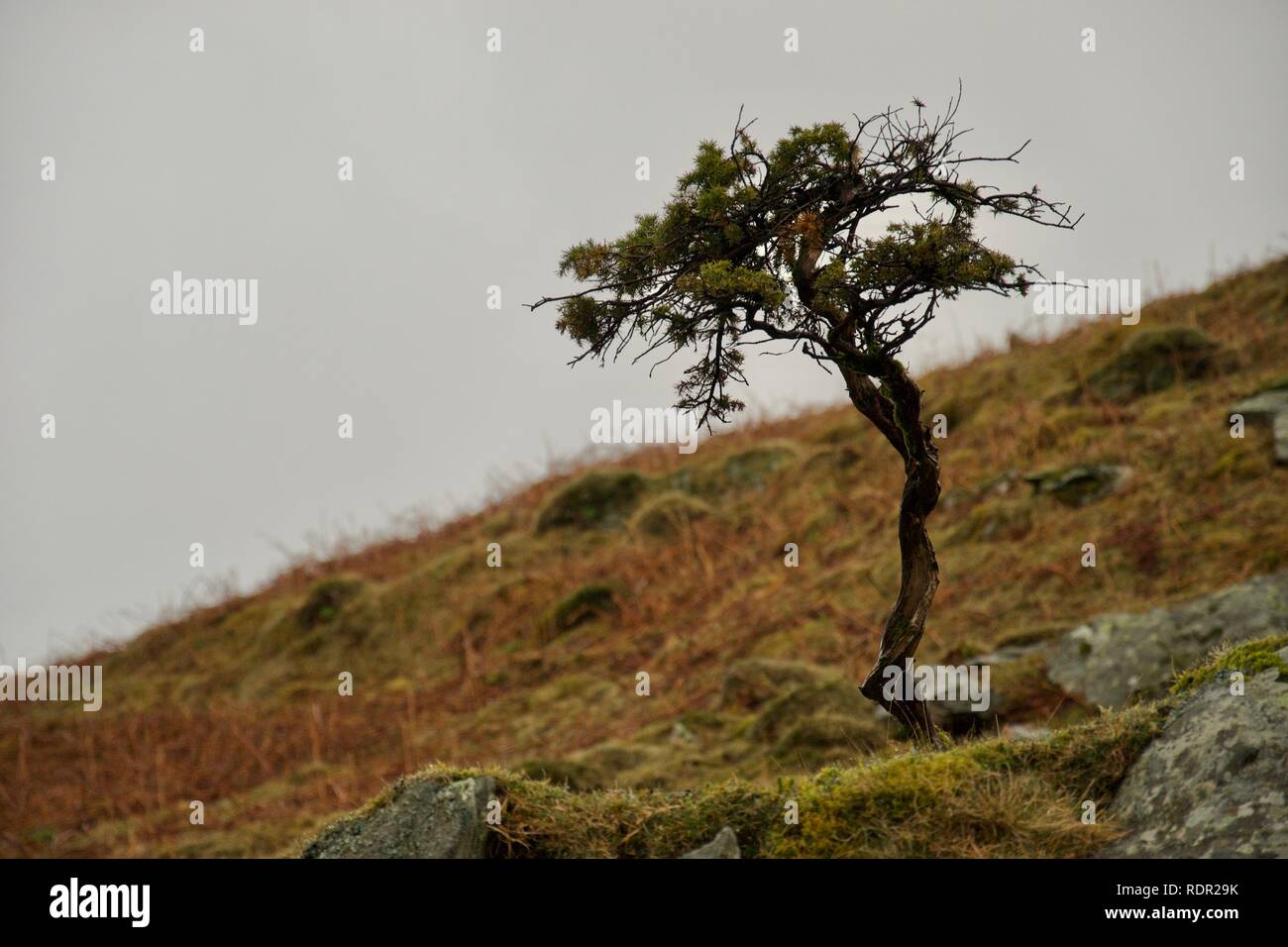 Growing on a rock bonsai hi-res stock photography and images - Alamy