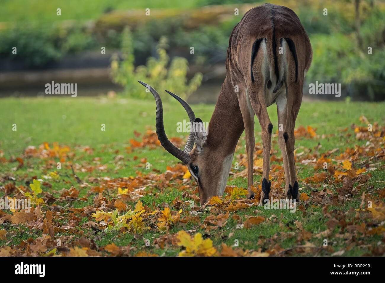 Impala Antlers High Resolution Stock Photography and Images - Alamy