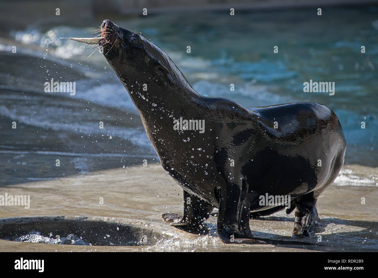 seal during feeding in augsburg zoo, catching a fish Stock Photo - Alamy