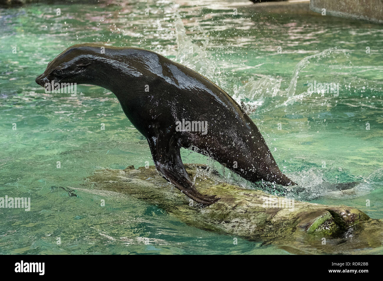Feeding seal in water park hi-res stock photography and images - Alamy