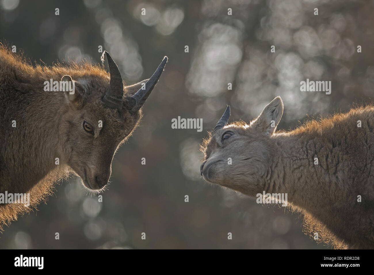 Goats eyes hi-res stock photography and images - Alamy