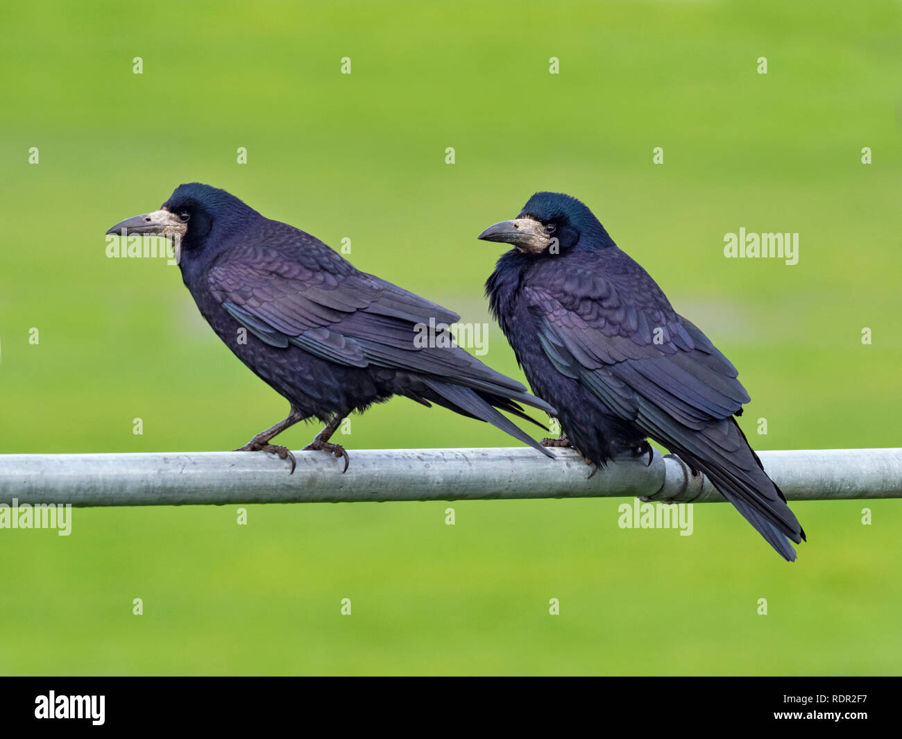 Rook Feeding High Resolution Stock Photography and Images - Alamy