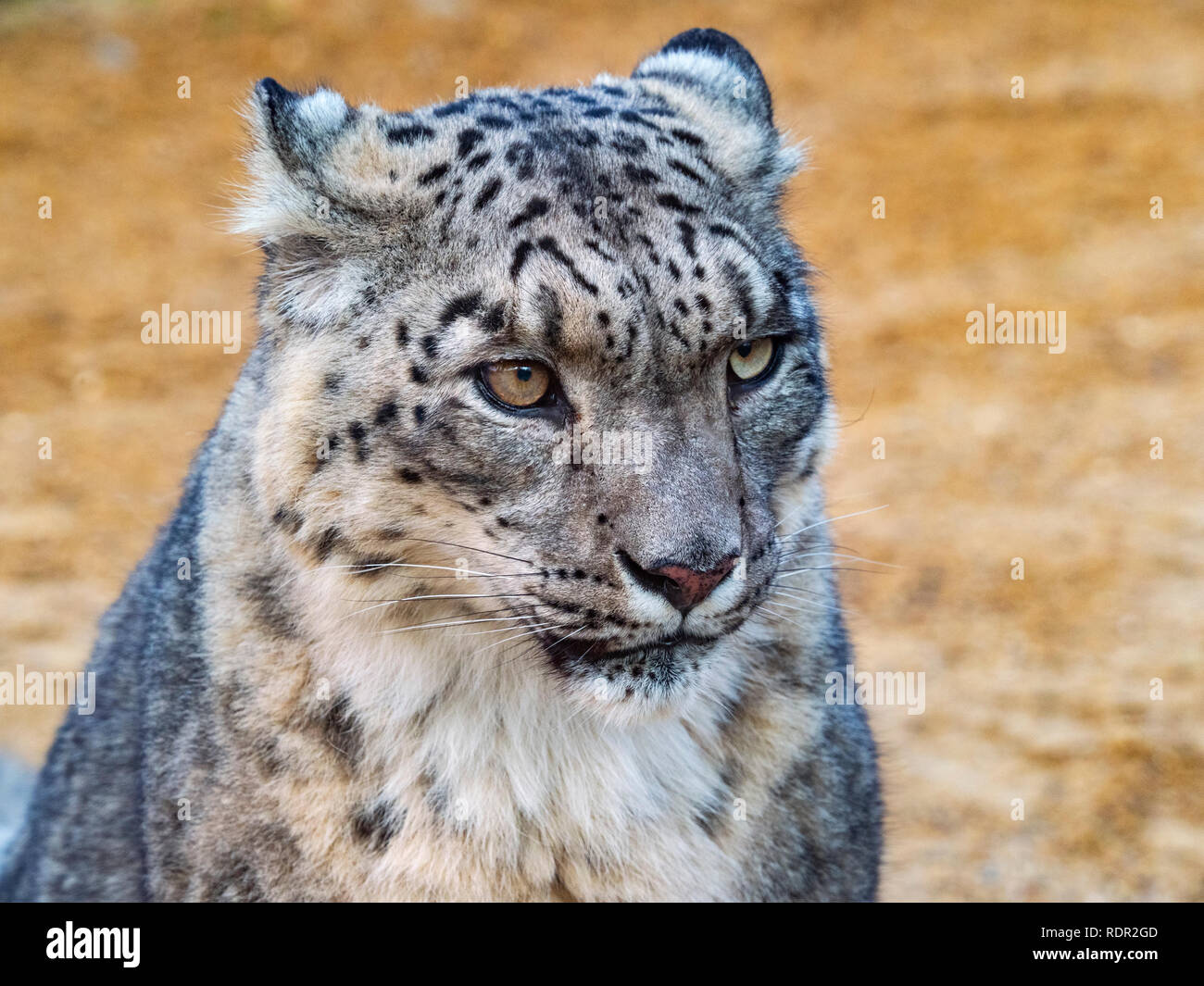 Portrait of captive Snow leopard or ounce Panthera uncia Stock Photo ...