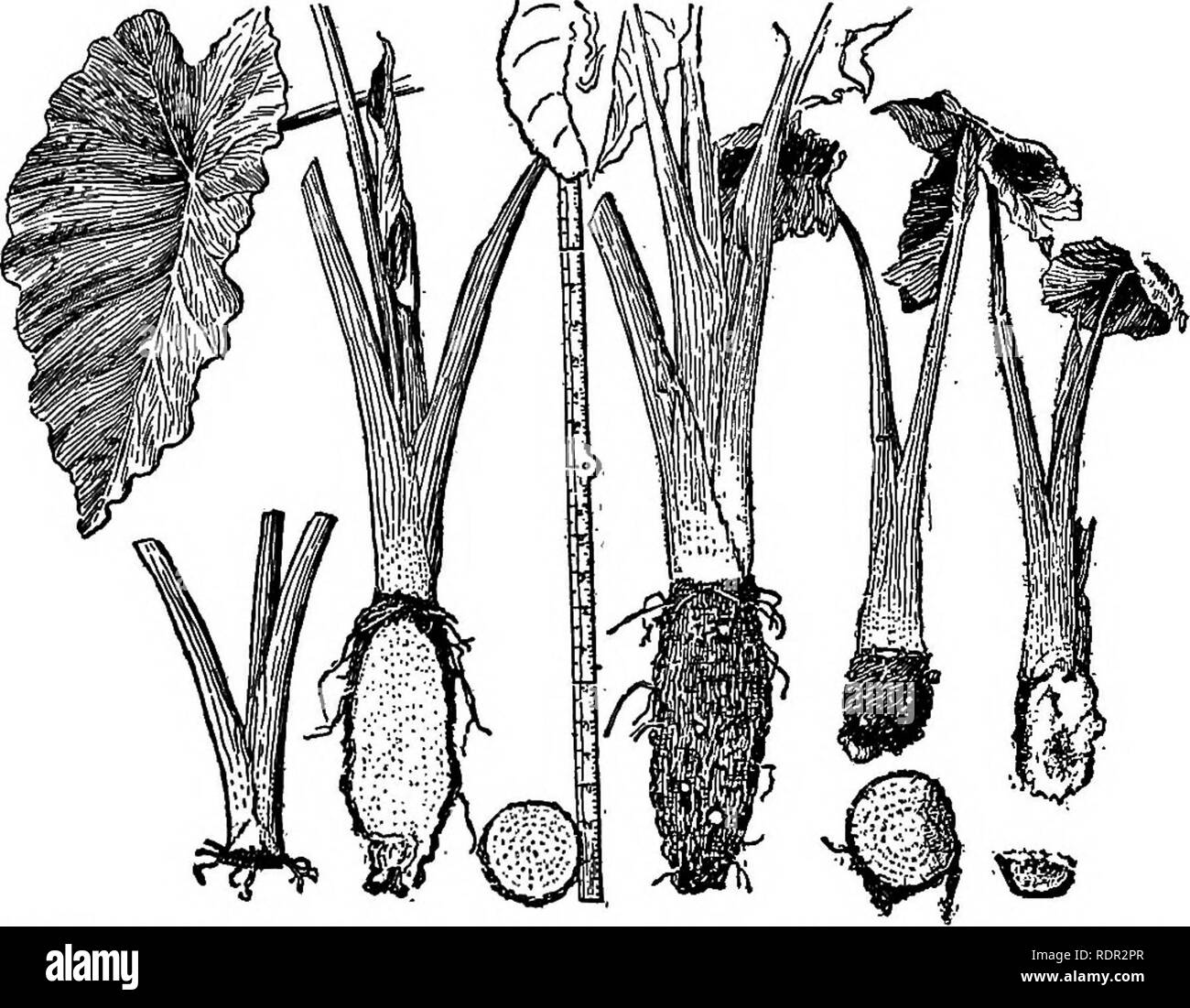 Taro root Black and White Stock Photos & Images - Alamy