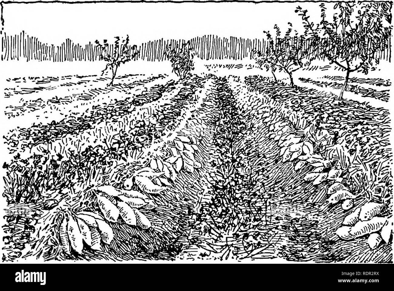 Farm Crops Drawing