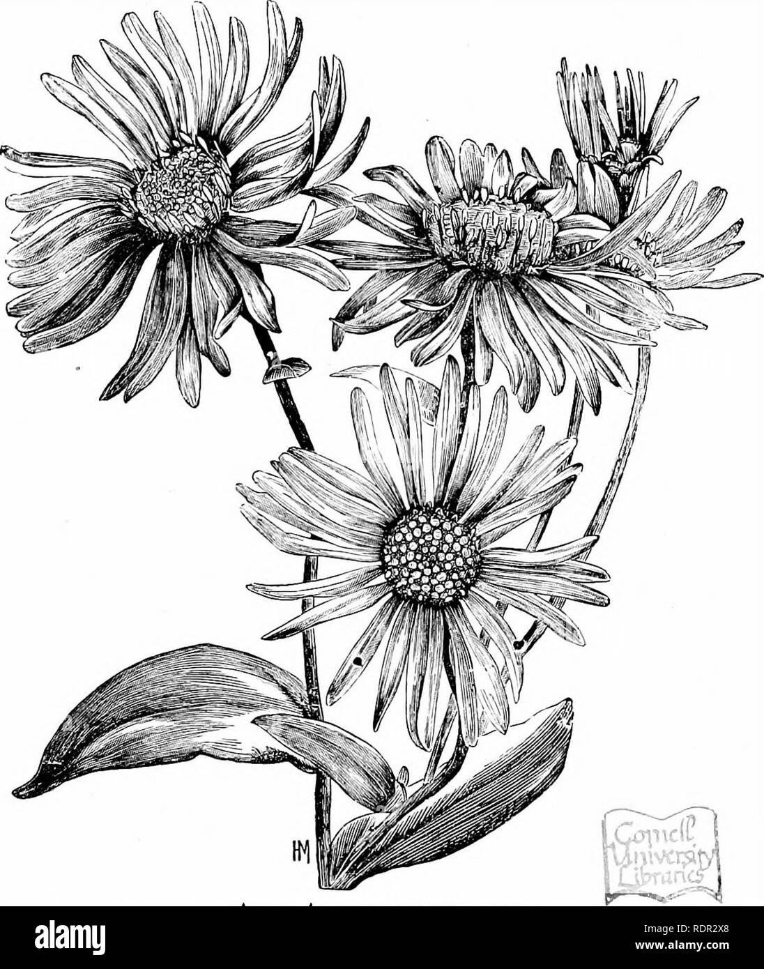 Two different flowers have the same colours Cut Out Stock Images ...