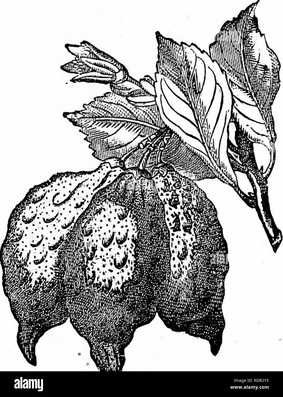 Pea shaped leaves Black and White Stock Photos & Images - Alamy