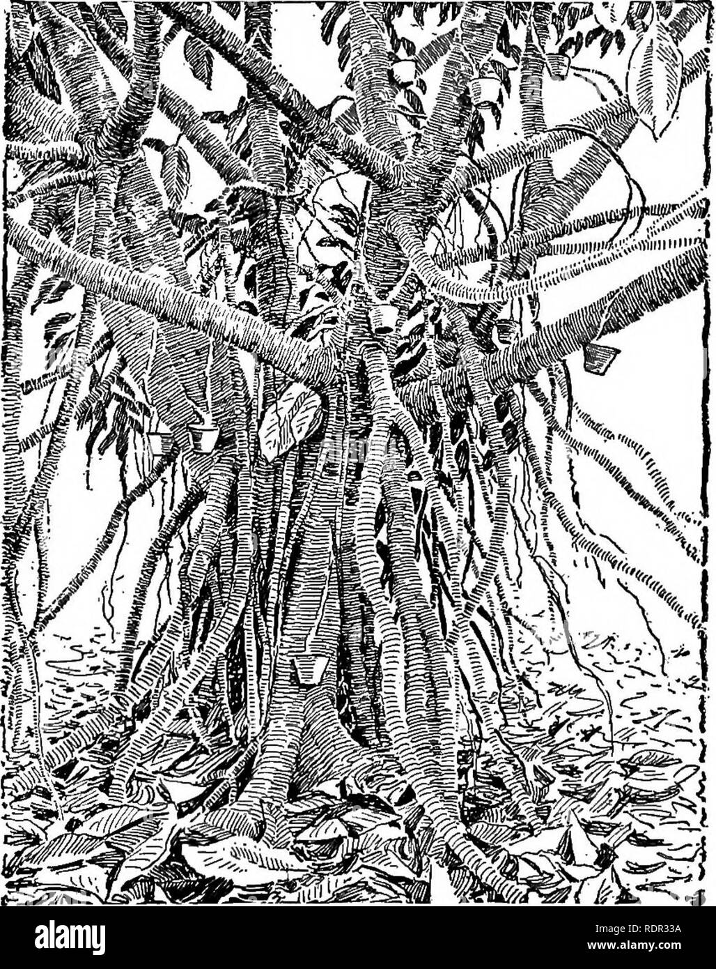 Rubber tree cultivation Black and White Stock Photos & Images - Alamy