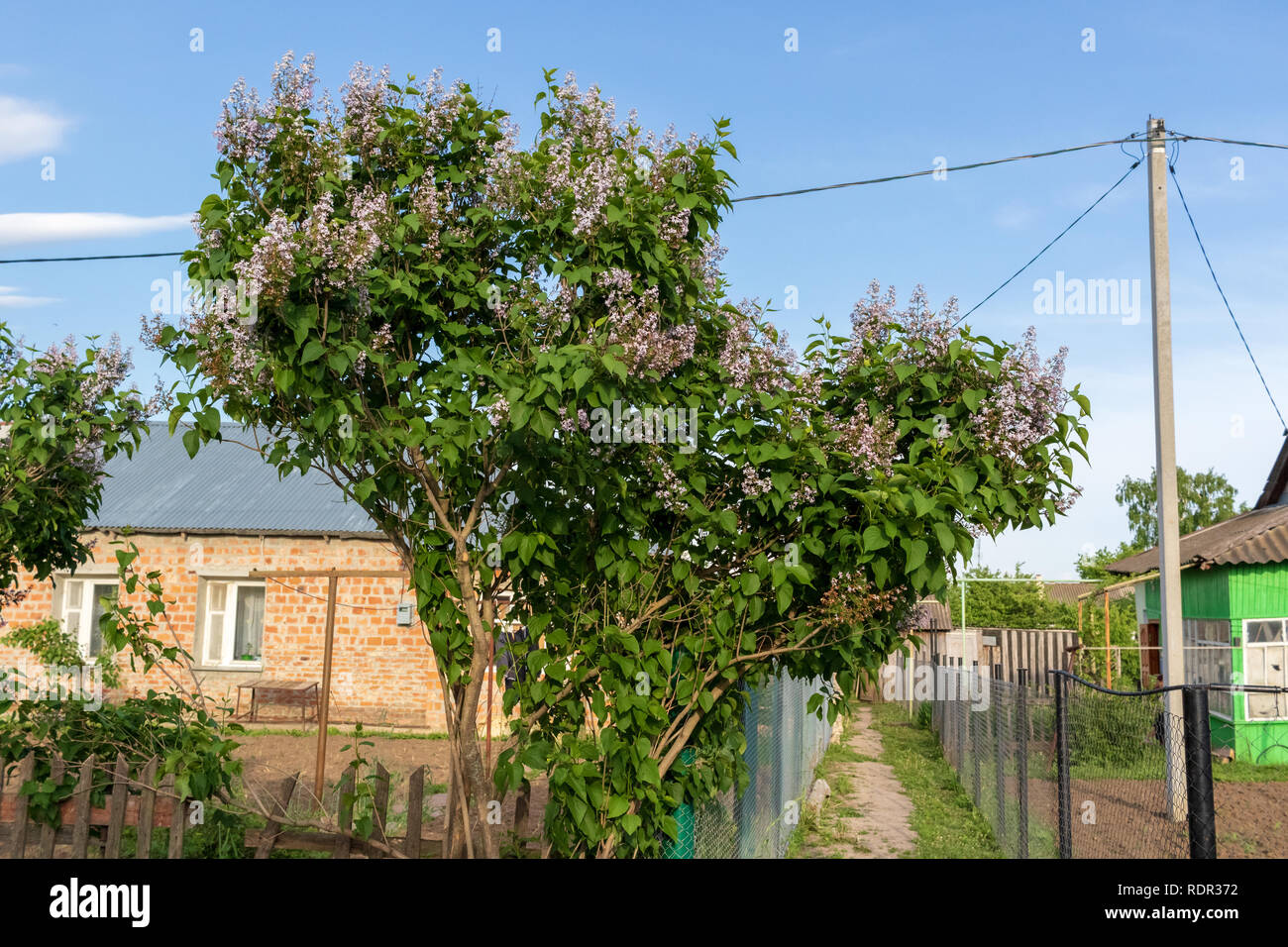Syringa vulgaris. Carduelis carduelis. Nest Habitat of Goldfinch ...