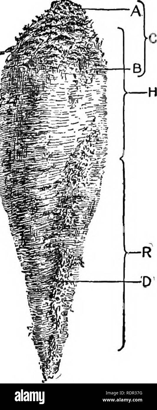 Root and tuber crops Black and White Stock Photos & Images - Alamy