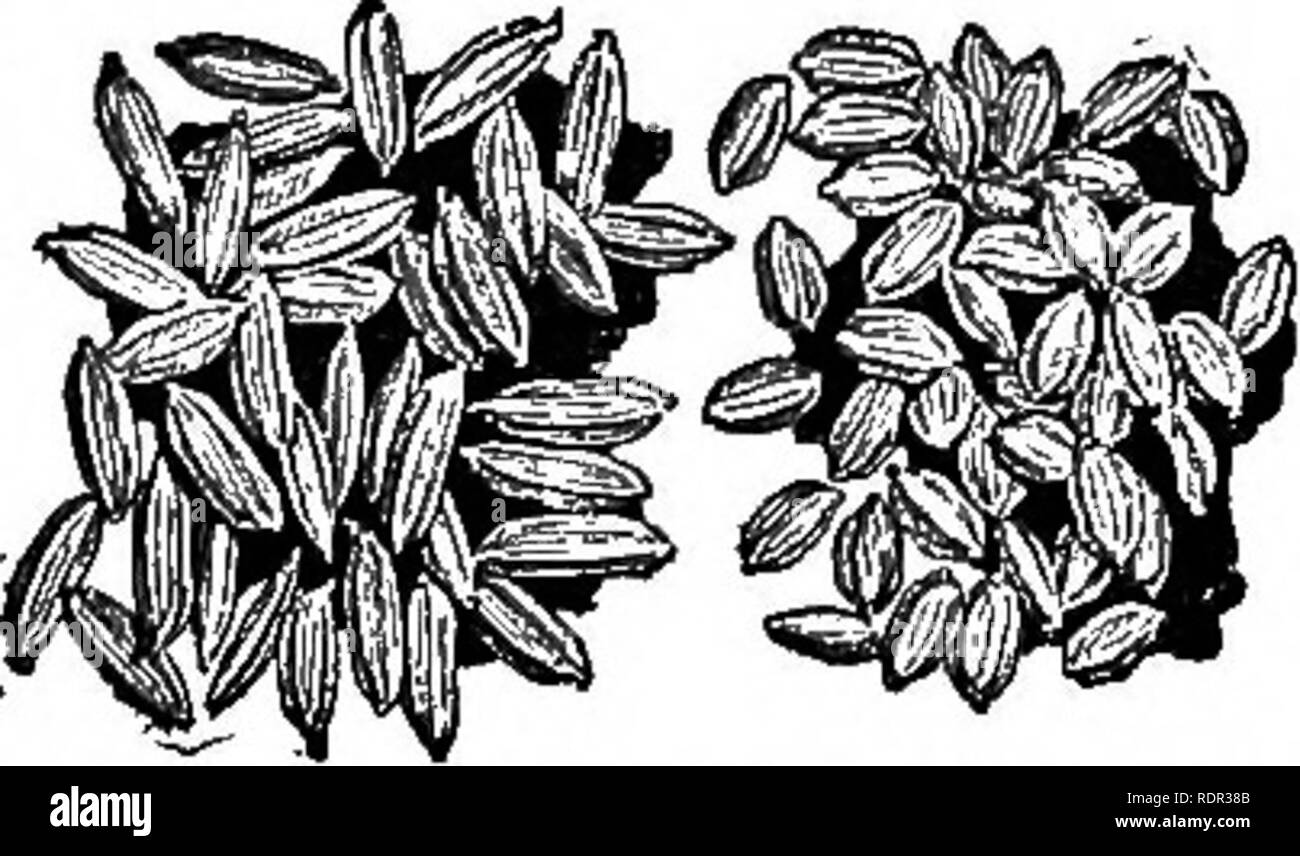 Rice waste Black and White Stock Photos & Images - Alamy