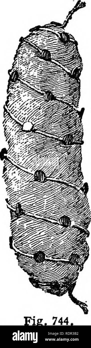 Sir walter raleigh potato hi-res stock photography and images - Alamy