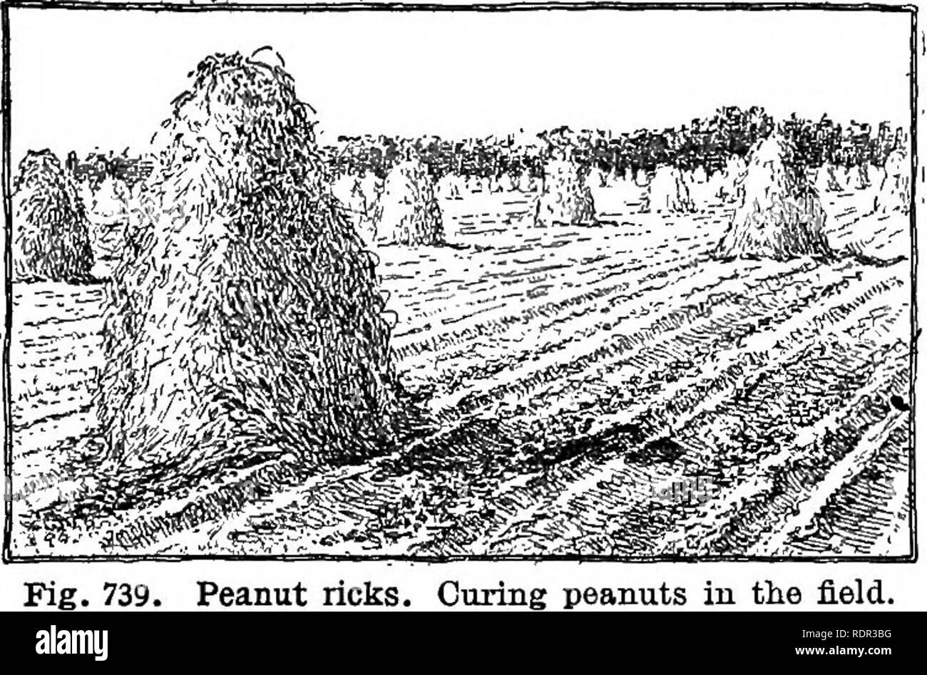 Peanuts inside Black and White Stock Photos & Images - Alamy