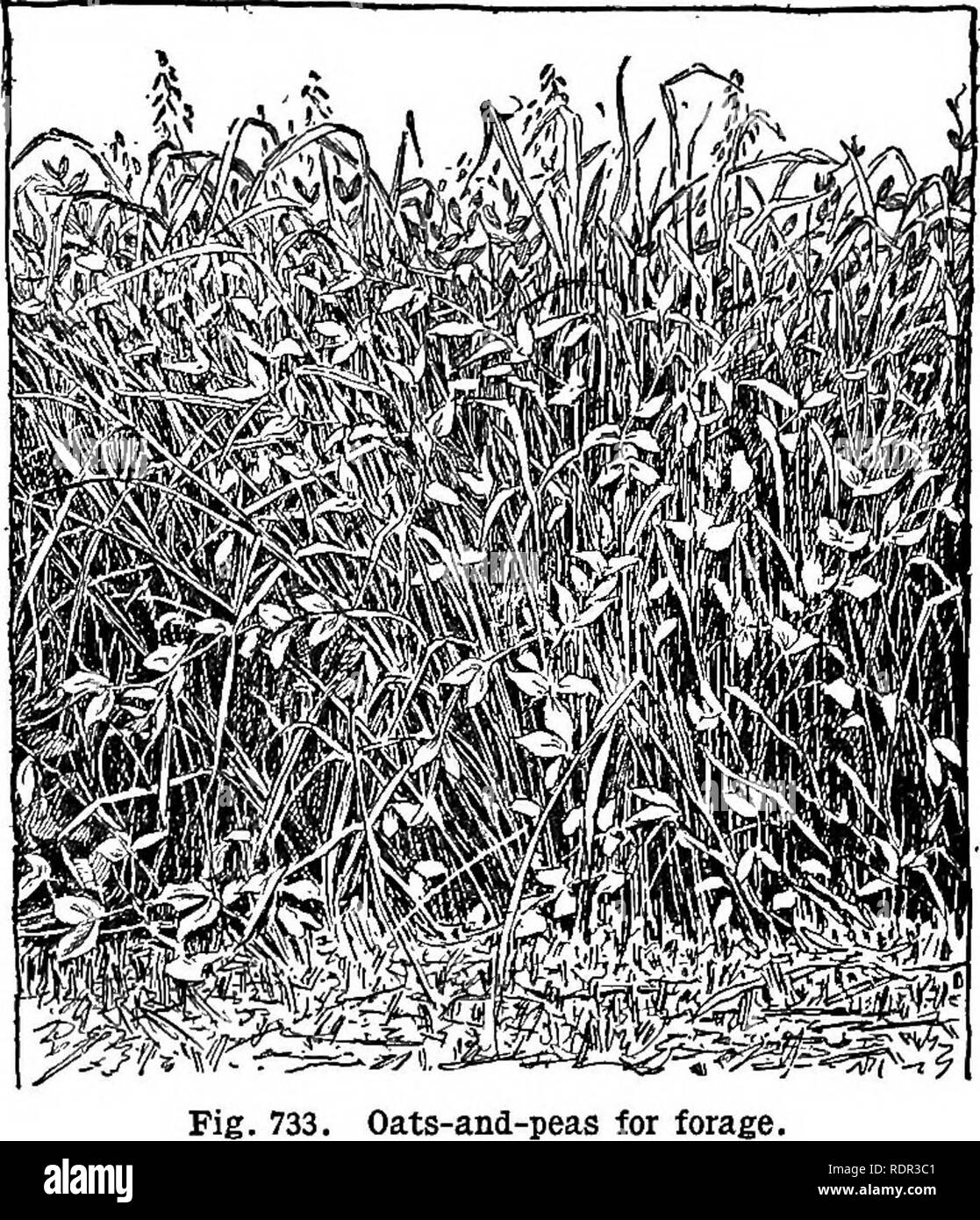 Smooth and wrinkled pea hi-res stock photography and images - Alamy