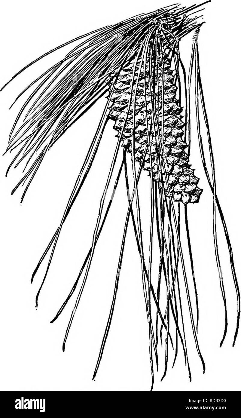 Seed bearing spike Cut Out Stock Images & Pictures - Alamy