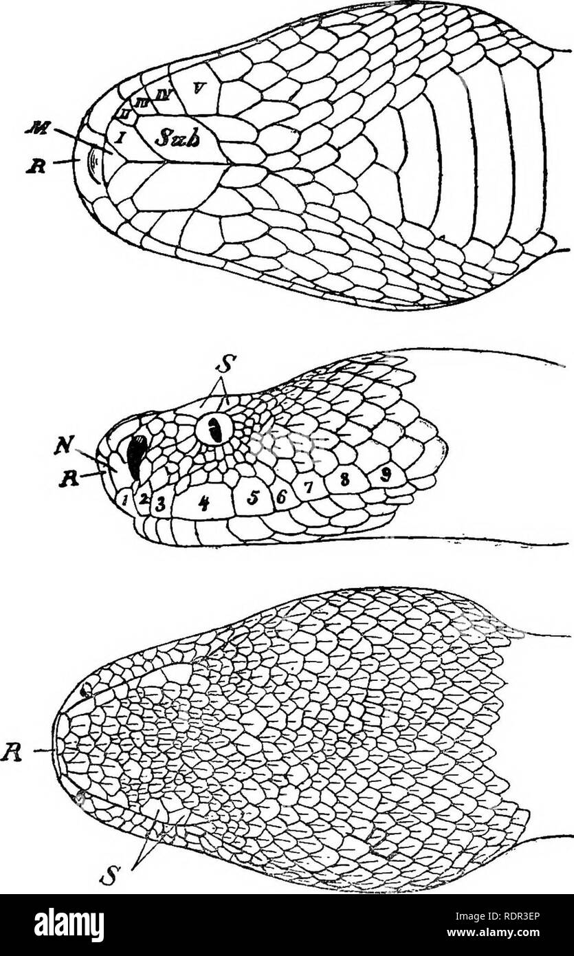 . The poisonous terrestrial snakes of our British Indian dominions ...