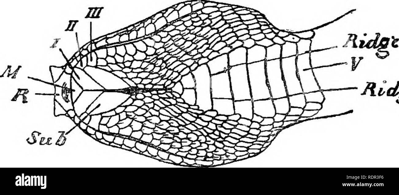 . The poisonous terrestrial snakes of our British Indian dominions ...