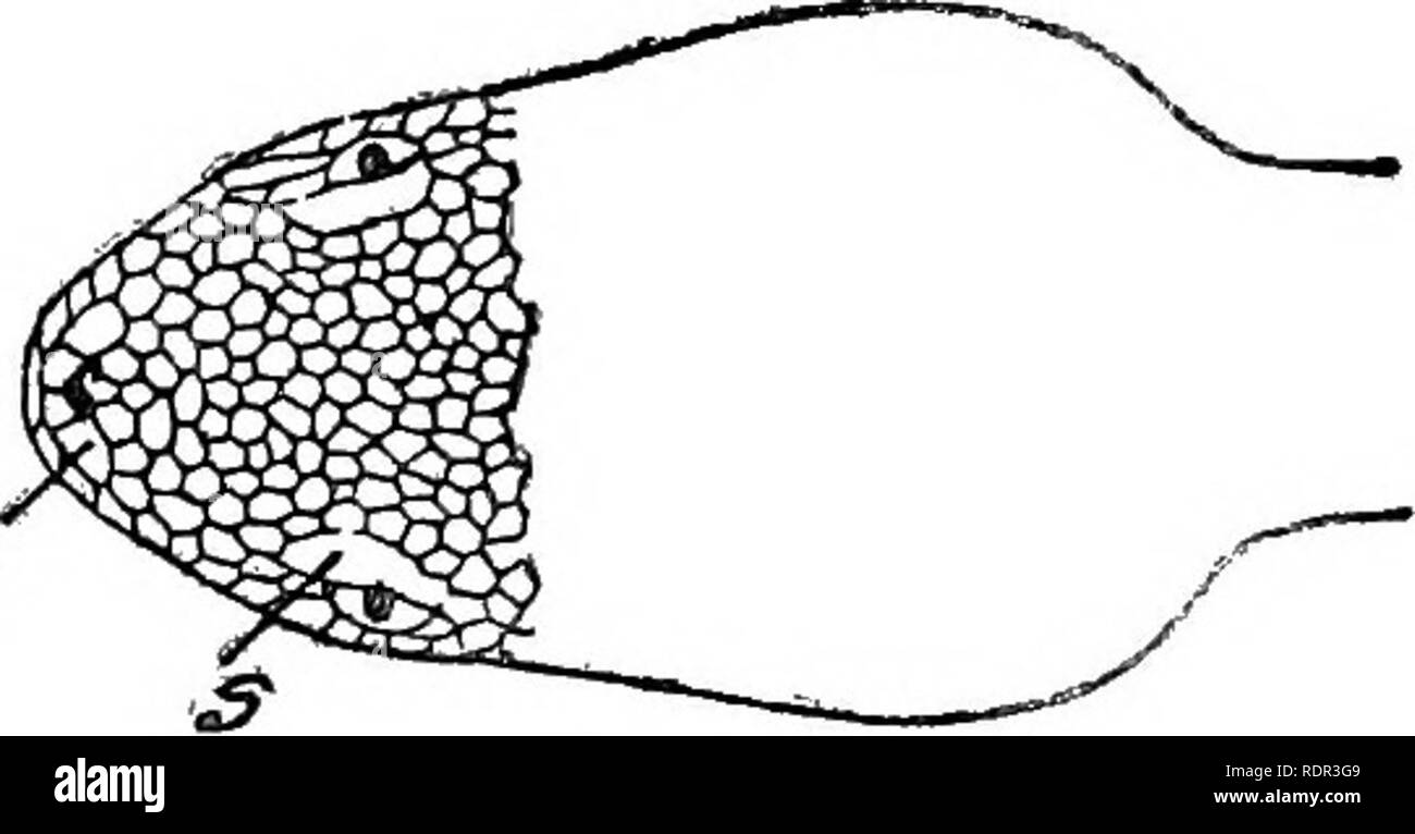 . The poisonous terrestrial snakes of our British Indian dominions ...