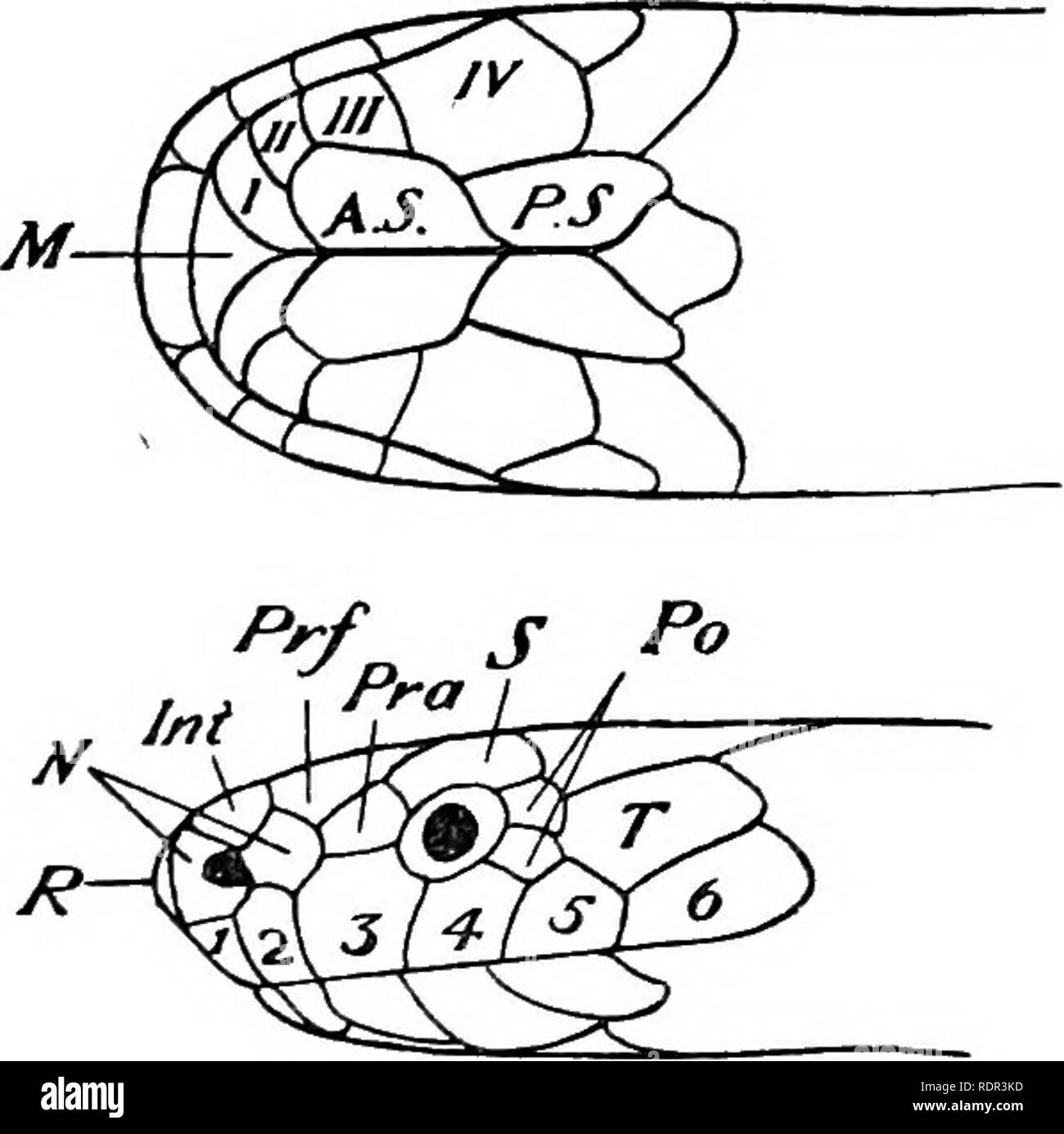 . The poisonous terrestrial snakes of our British Indian dominions ...