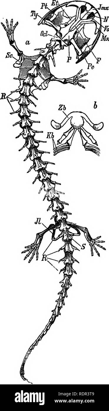 . British reptiles and batrachians. Amphibians; Reptiles. Fig. a. Ocl ...