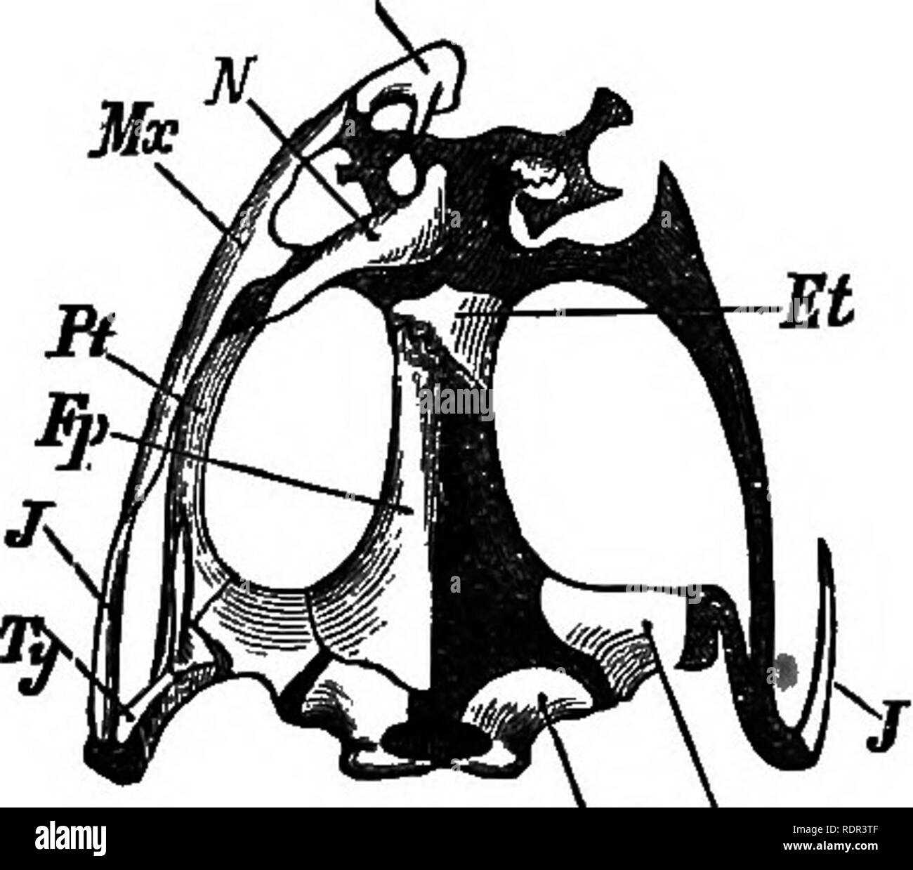 Webbed fingers Cut Out Stock Images & Pictures - Alamy